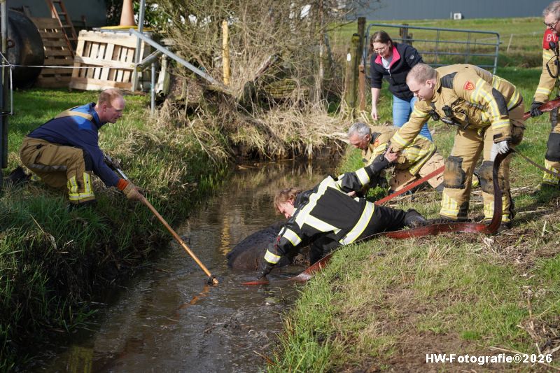 Paard in de sloot aan Conradsweg in Zwartsluis - HW-Fotografie