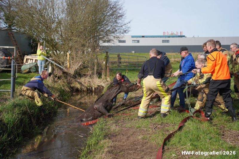 Paard in de sloot aan Conradsweg in Zwartsluis - HW-Fotografie